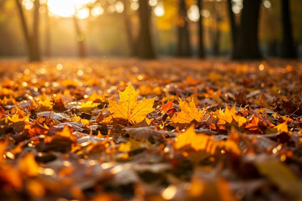 Kad priroda slika - kako nastaje jesenji spektakl boja - Pocetna.me