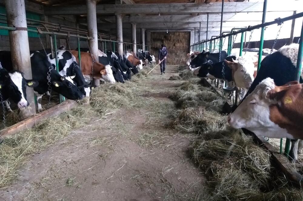 Cijena goriva u Crnoj Gori - Dizel, Benzin, TNG - Pocetna.me